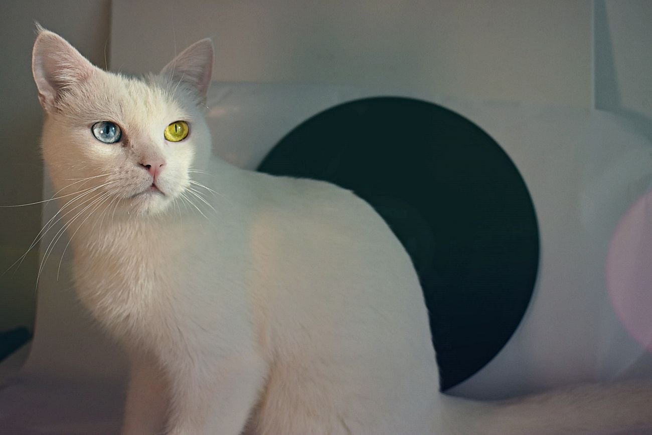 Khao manee – opis rasy, charakter i hodowla