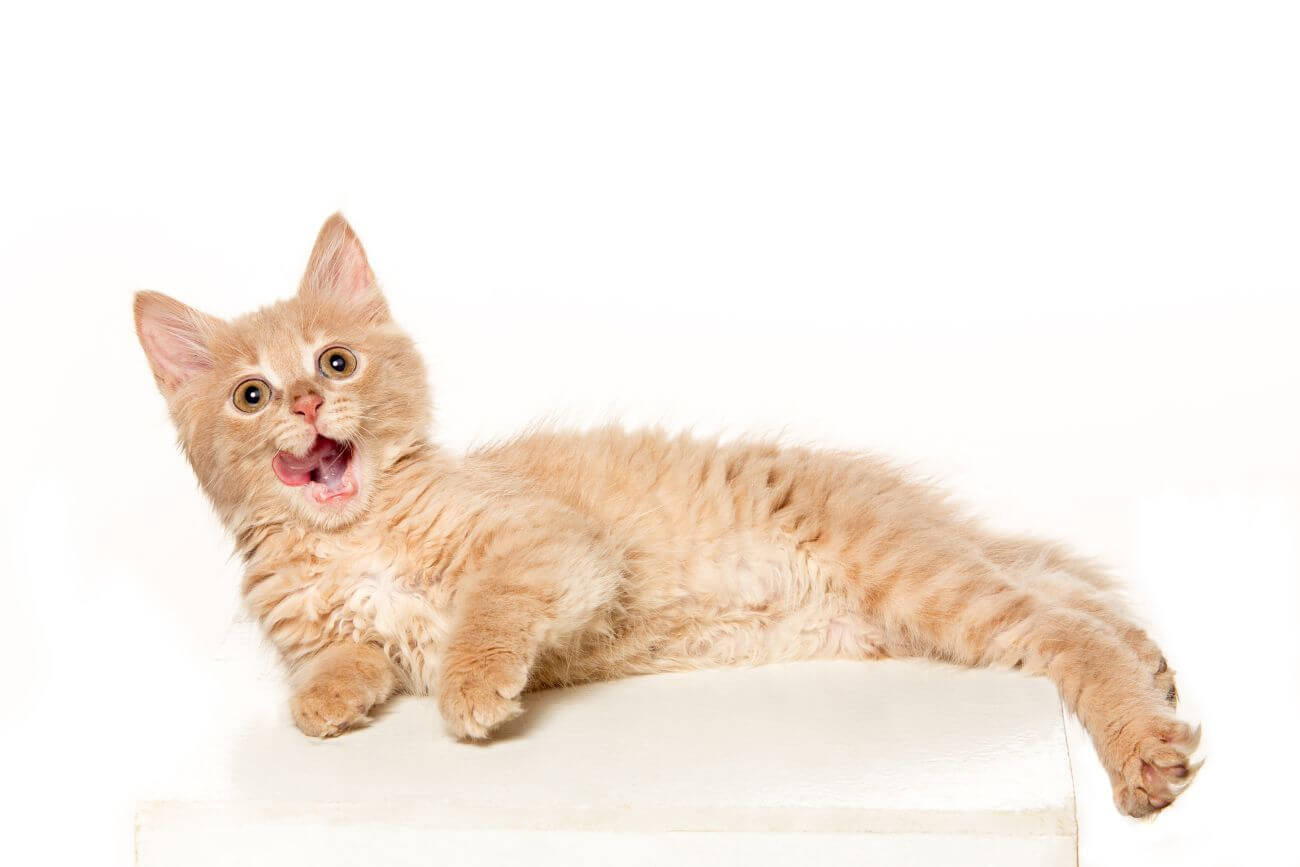 Kot szkocki prostouchy – charakter, pielęgnacja i opis rasy