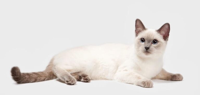 Kot tajski – opis rasy, charakter, hodowla, opinie