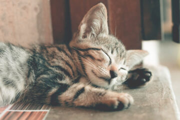 Najładniejsze koty na świecie – top 10 najpiękniejszych ras | e-kot.pl