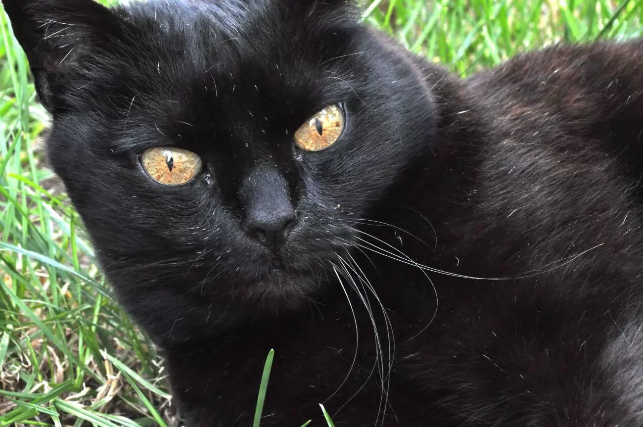 York chocolate – opis rasy. Poznaj charakterystykę tego kota